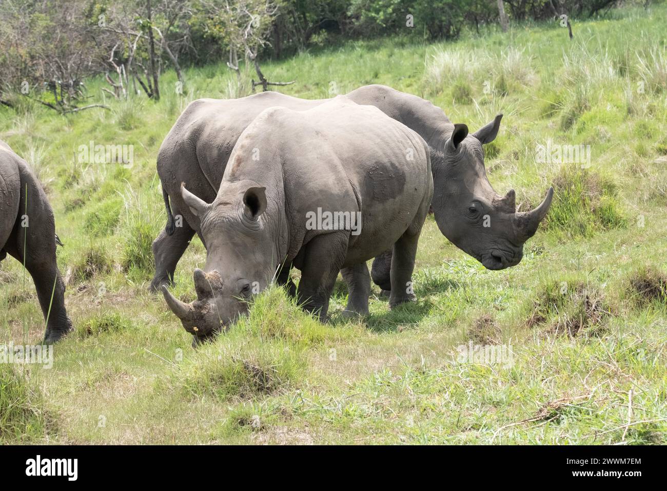 rhino in protected area in national park, Uganda Stock Photo - Alamy