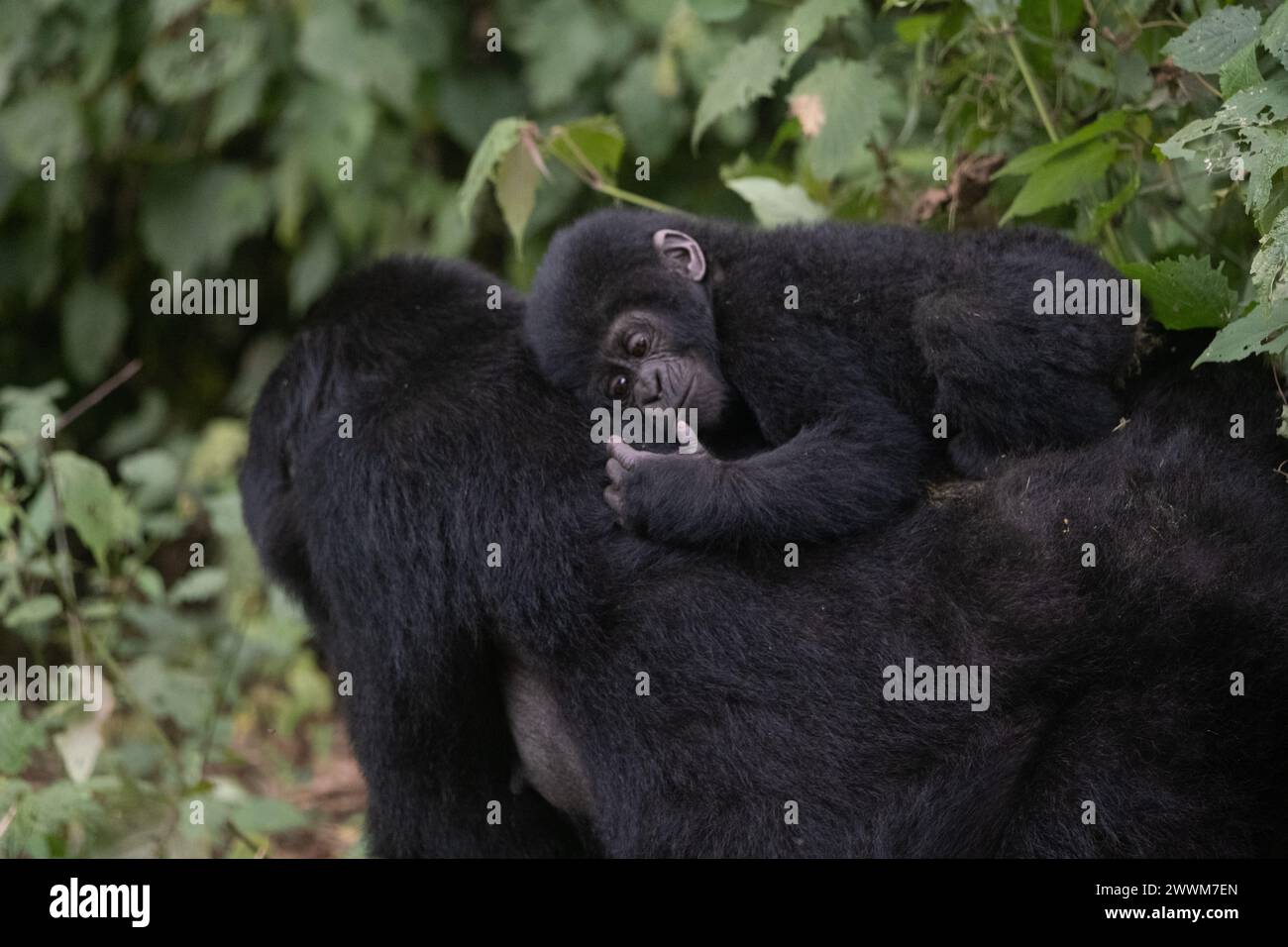 great silverback Mountain Gorilla, in the Bwindi National Park in ...