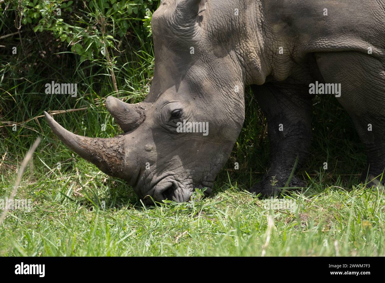 rhino in protected area in national park, Uganda Stock Photo - Alamy