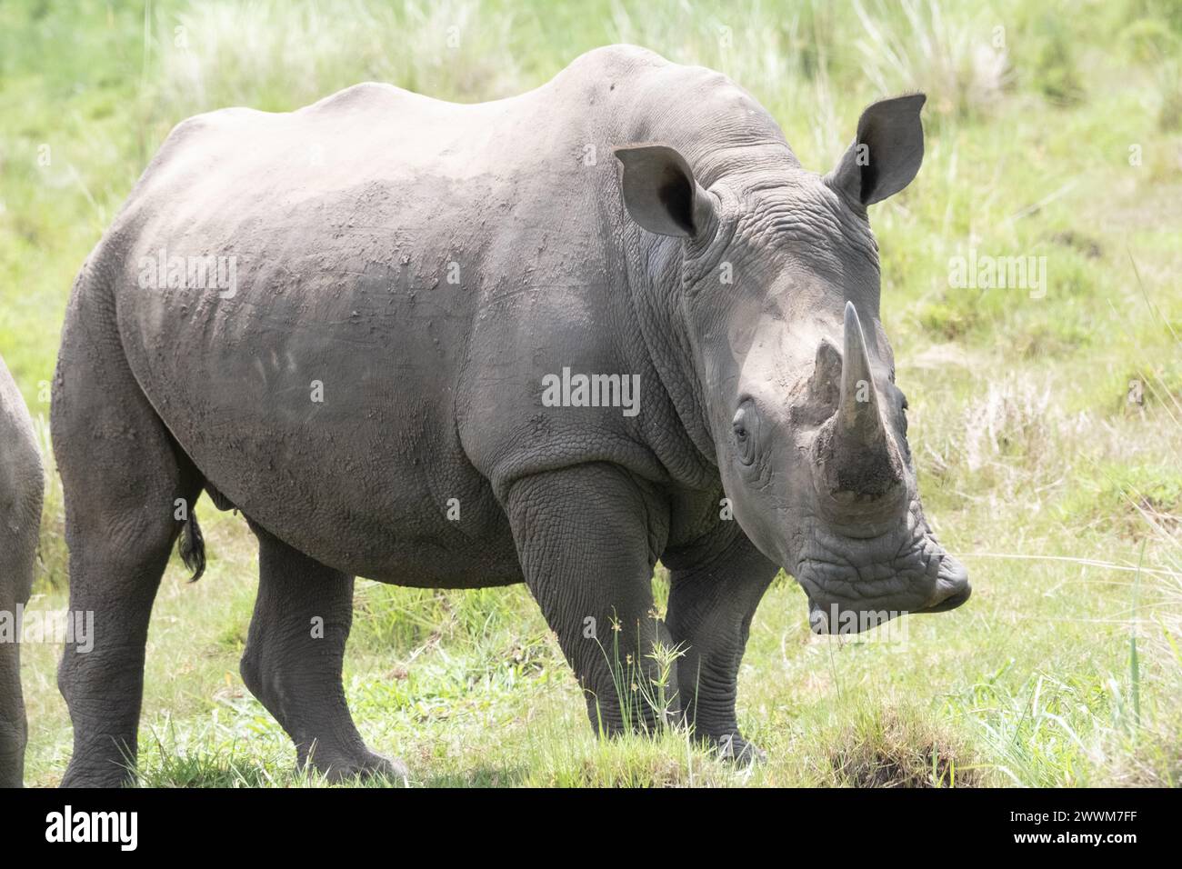 rhino in protected area in national park, Uganda Stock Photo - Alamy