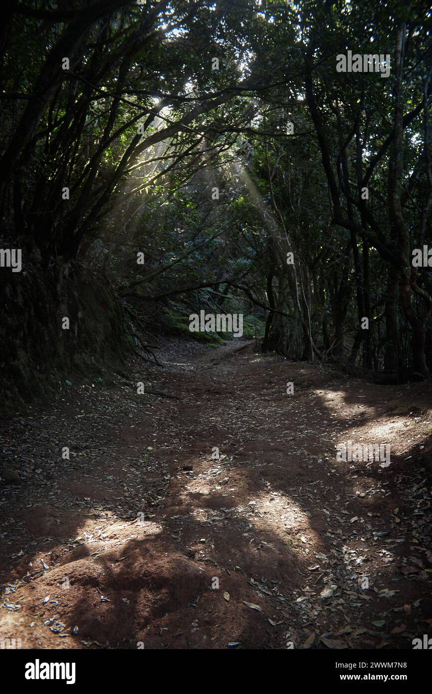 Dirt road running through a dense forest with tall trees lining both sides, creating a secluded ...