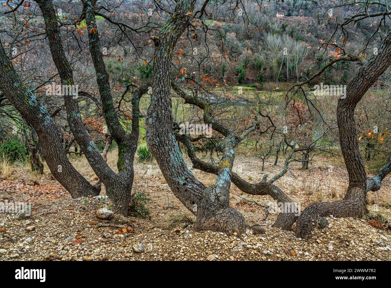 Small group of oak trees without leaves on plowed ground. Bugnara ...
