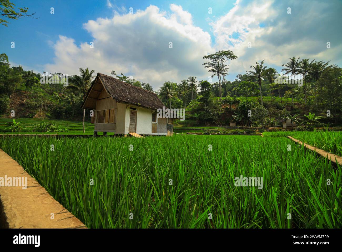 Traditional house in the middle of rice fields, Indonesia Stock Photo ...