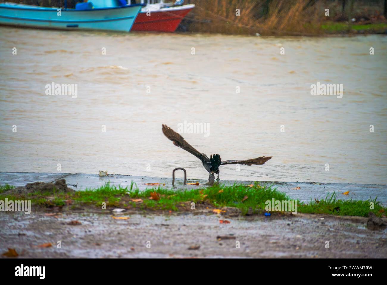 Witness the elegant spectacle of a cormorant crossing over the river ...