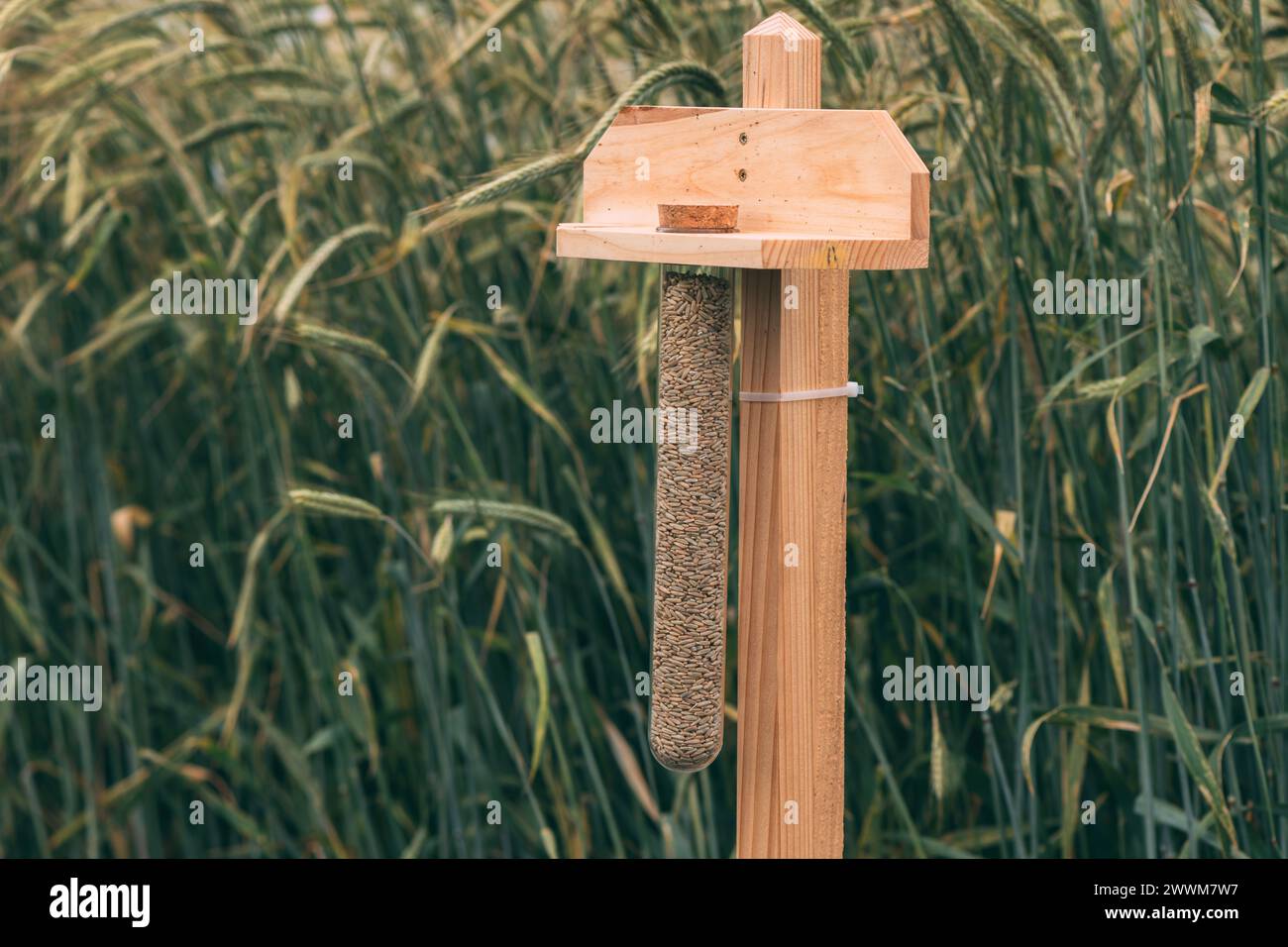 Barley grain sample in a tube in front of cultivated field, selective ...