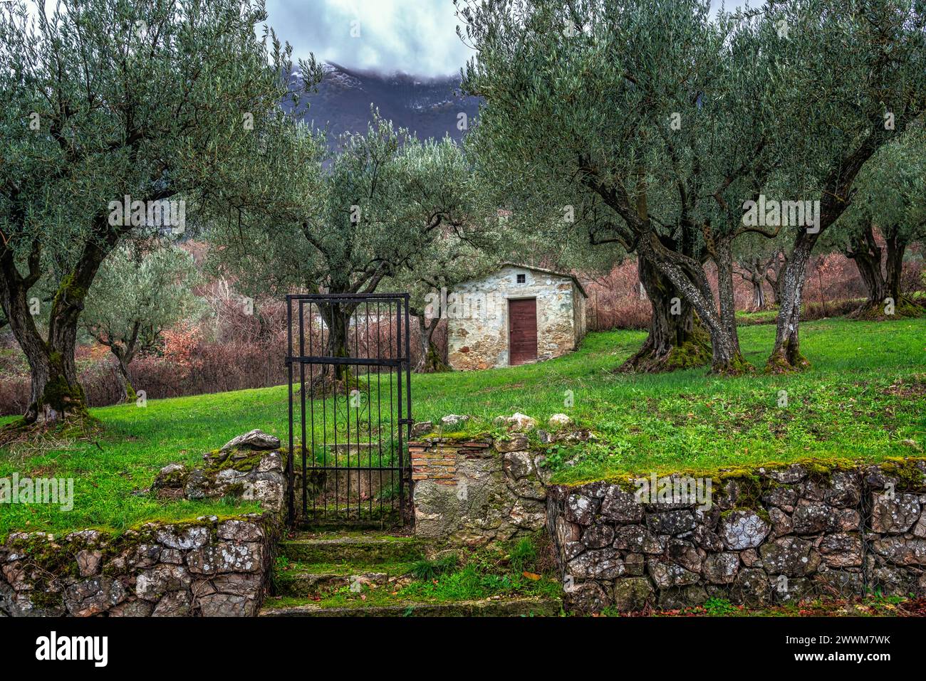 A country house in an olive grove, a green lawn and a gate without a ...