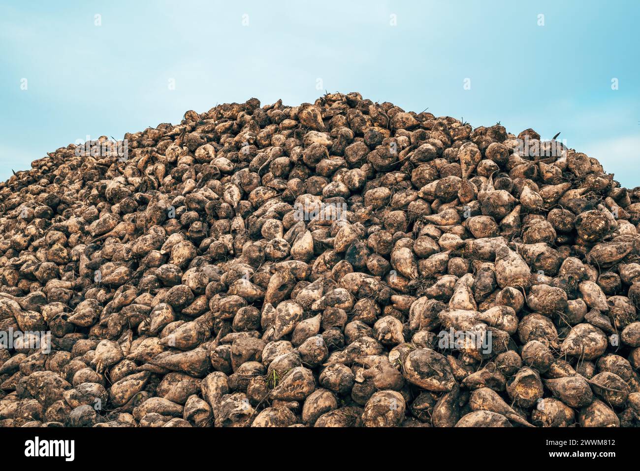 Pile of harvested sugar beet root crops in the field, selective focus ...
