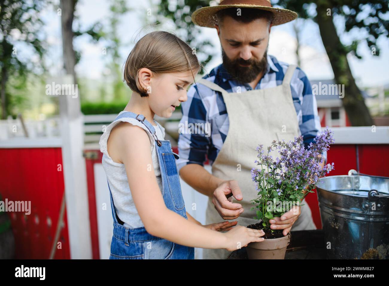 Father and young daughter planting lavender plant in pot at family farm ...