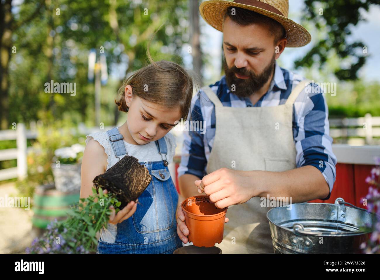 Father and young daughter planting lavender plant in pot at family farm ...