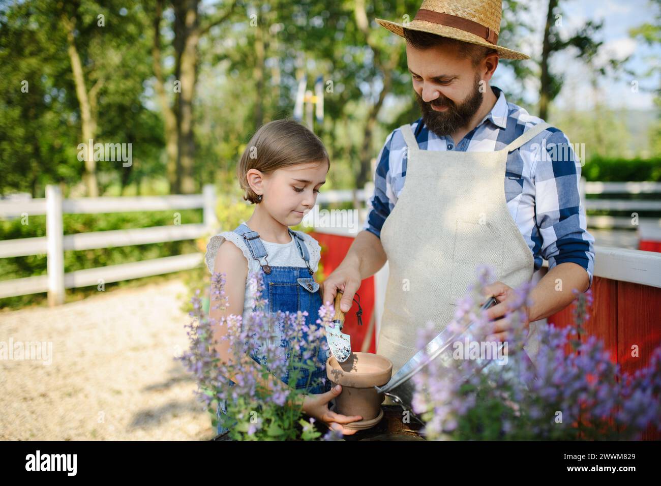 Father and young daughter planting lavender plant in pot at family farm. Concept of ...