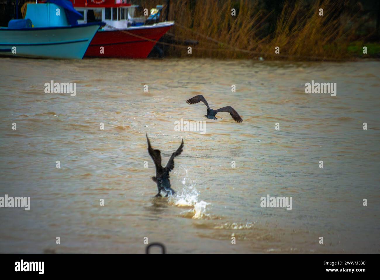 Witness the elegant spectacle of a cormorant crossing over the river ...