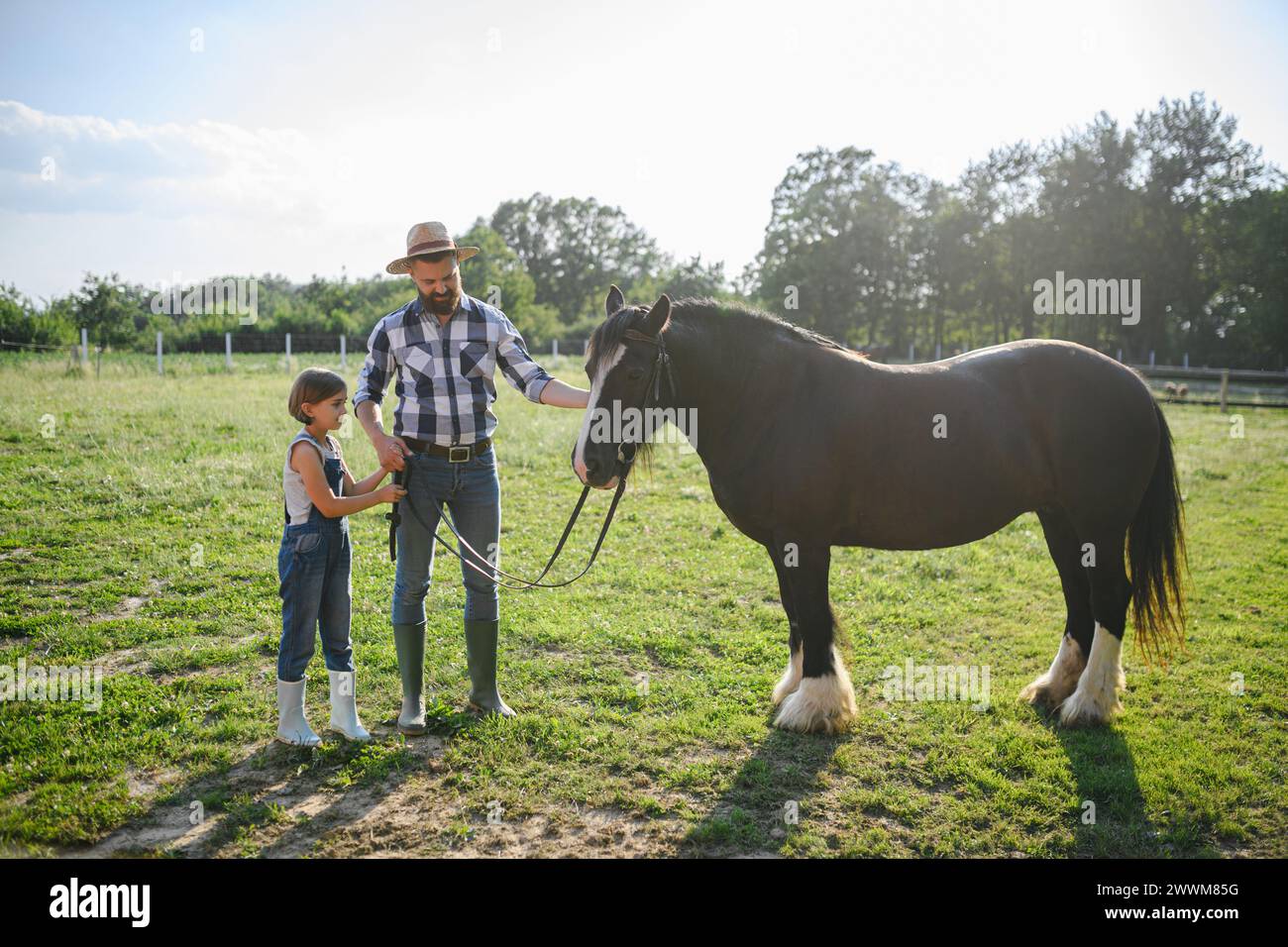 Father and young daughter taking care of a horse on a farm, leading it ...