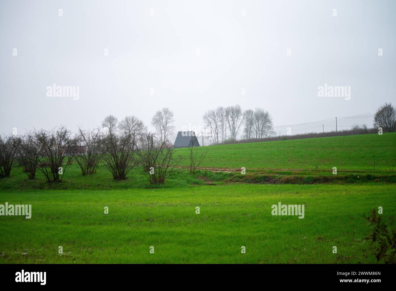 A Scandinavian tree stands gracefully among trees in a rain-kissed ...