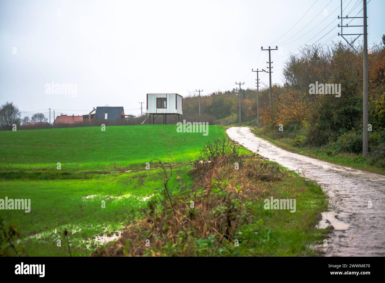 Glistening Path: Rain-kissed asphalt road in the heart of nature ...