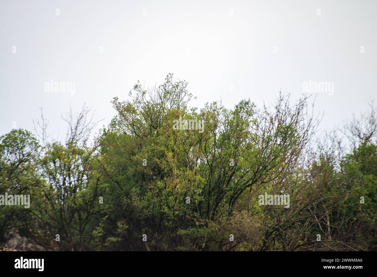 Leafy branches create hi-res stock photography and images - Alamy