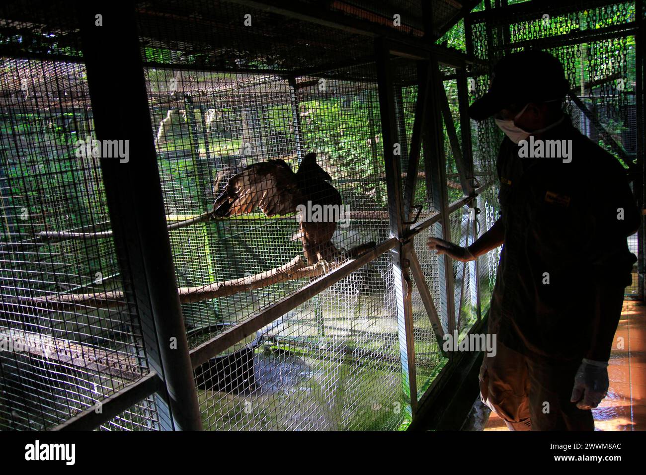 Animal keepers carry out routine cage checking in the eagle enclosure ...