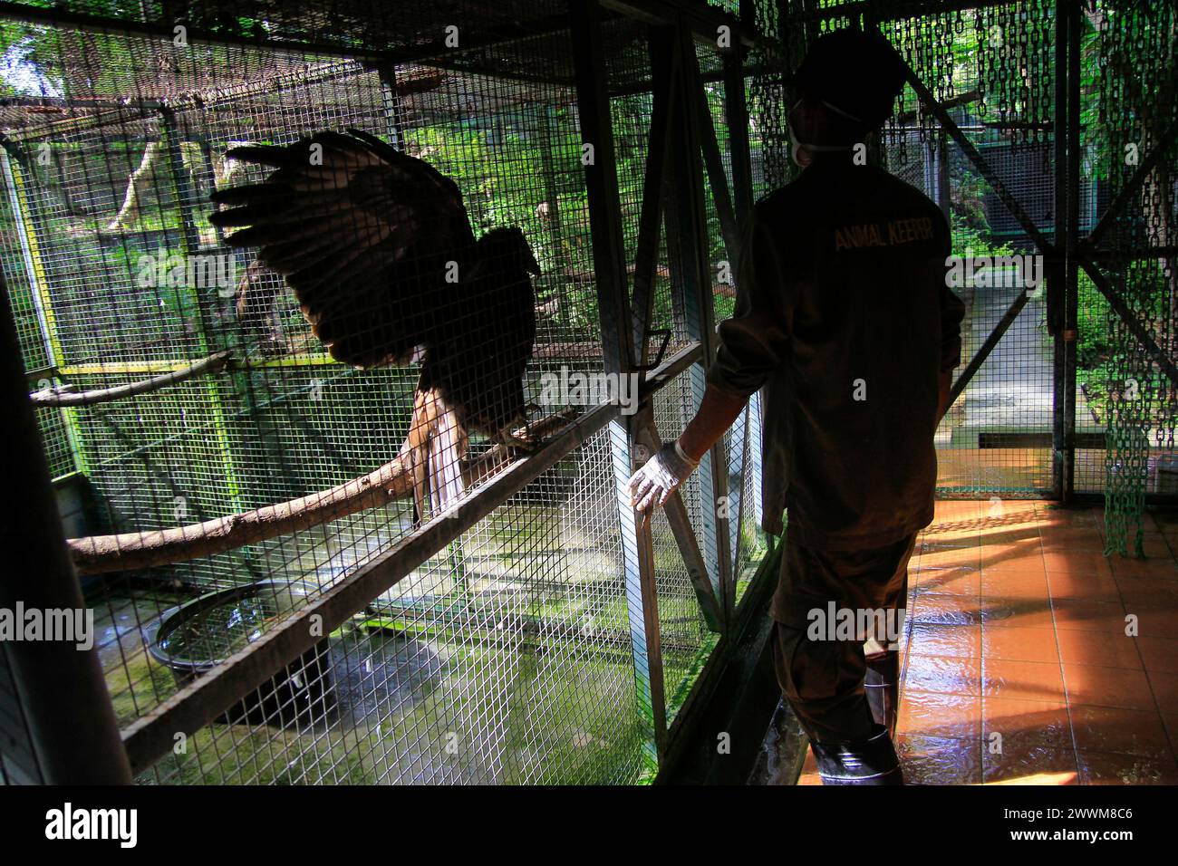 Animal keepers carry out routine cage checking in the eagle enclosure ...