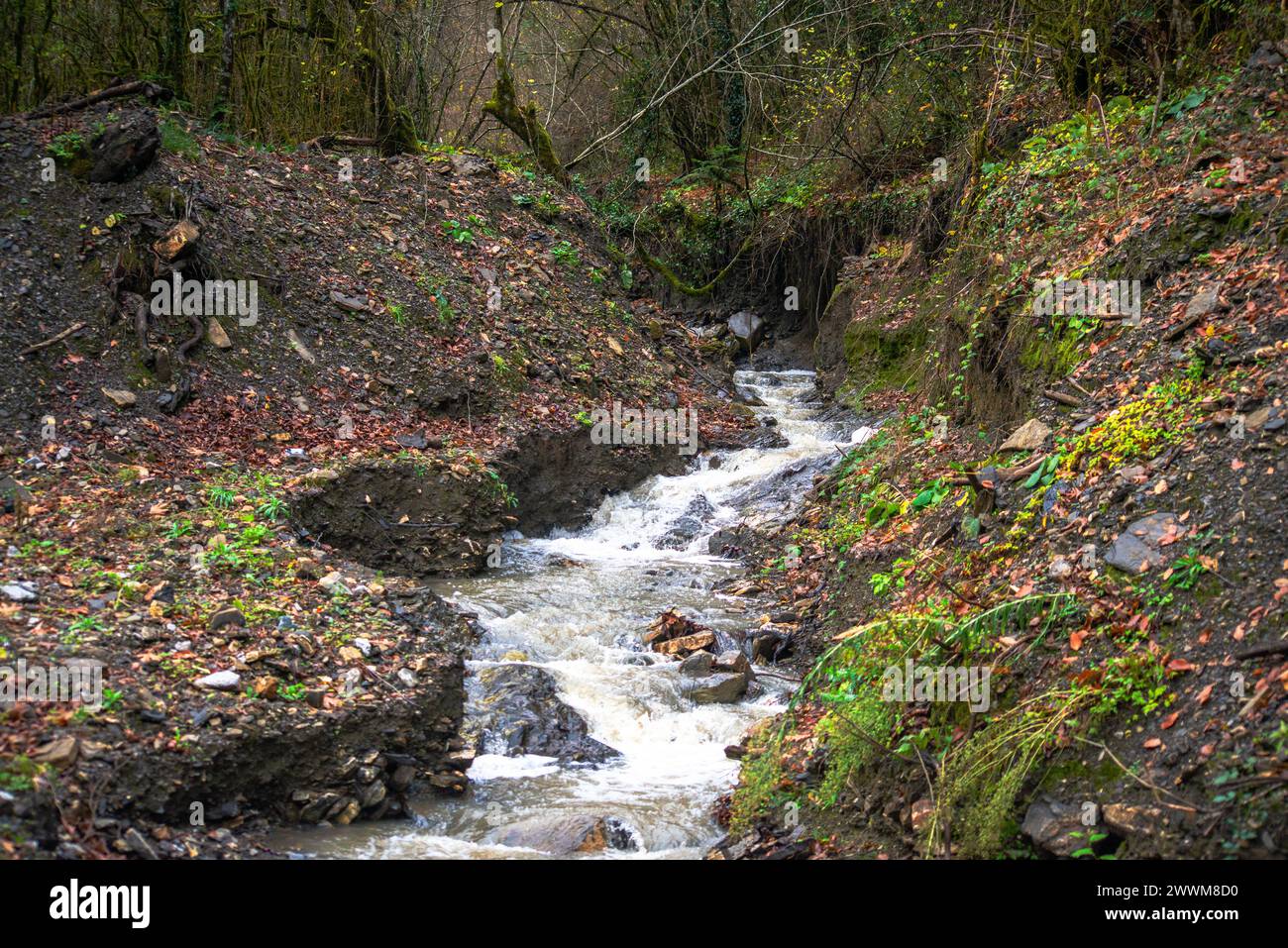 Streamlet rainfall hi-res stock photography and images - Alamy