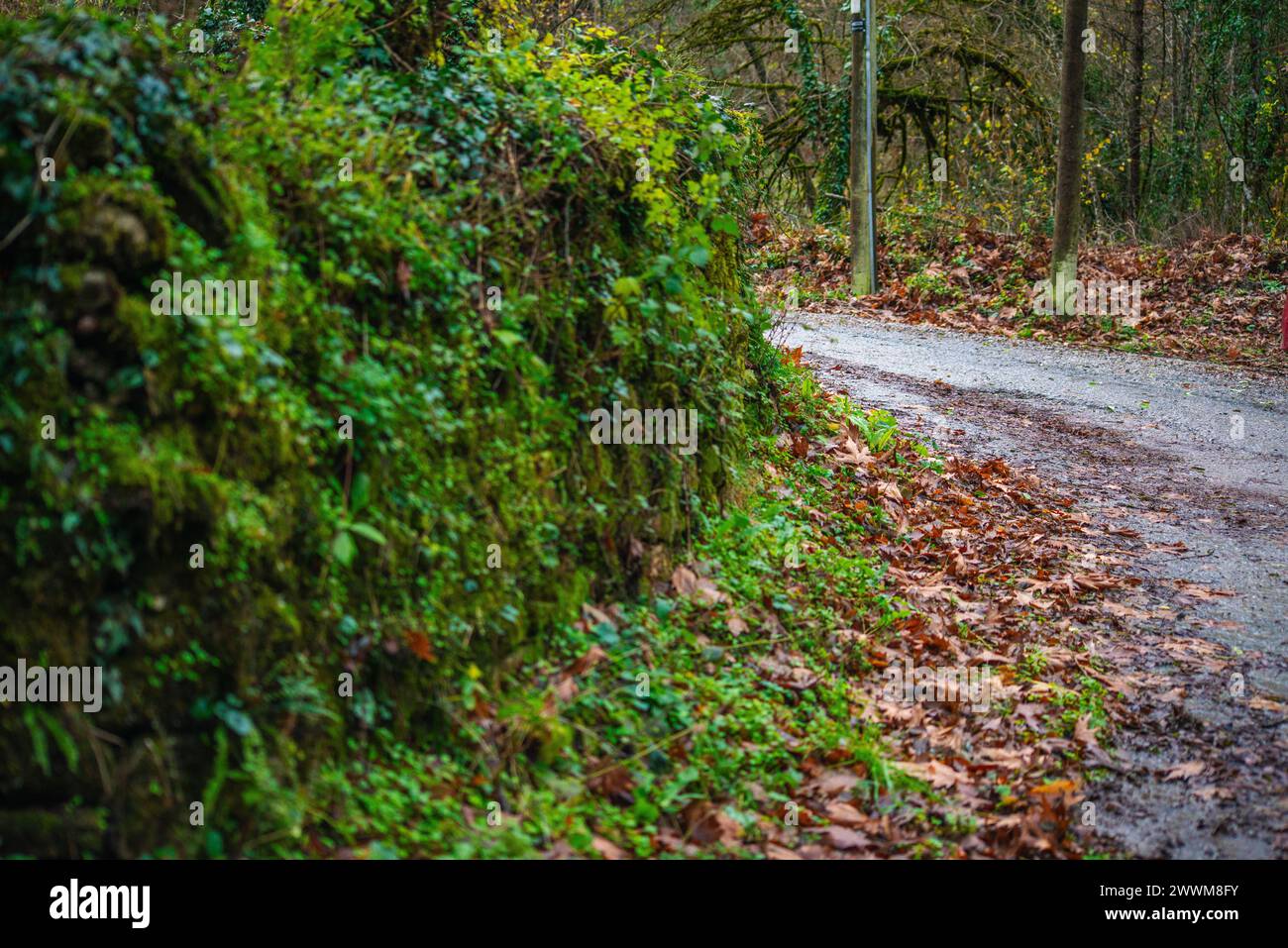 Surface intricacies hi-res stock photography and images - Alamy