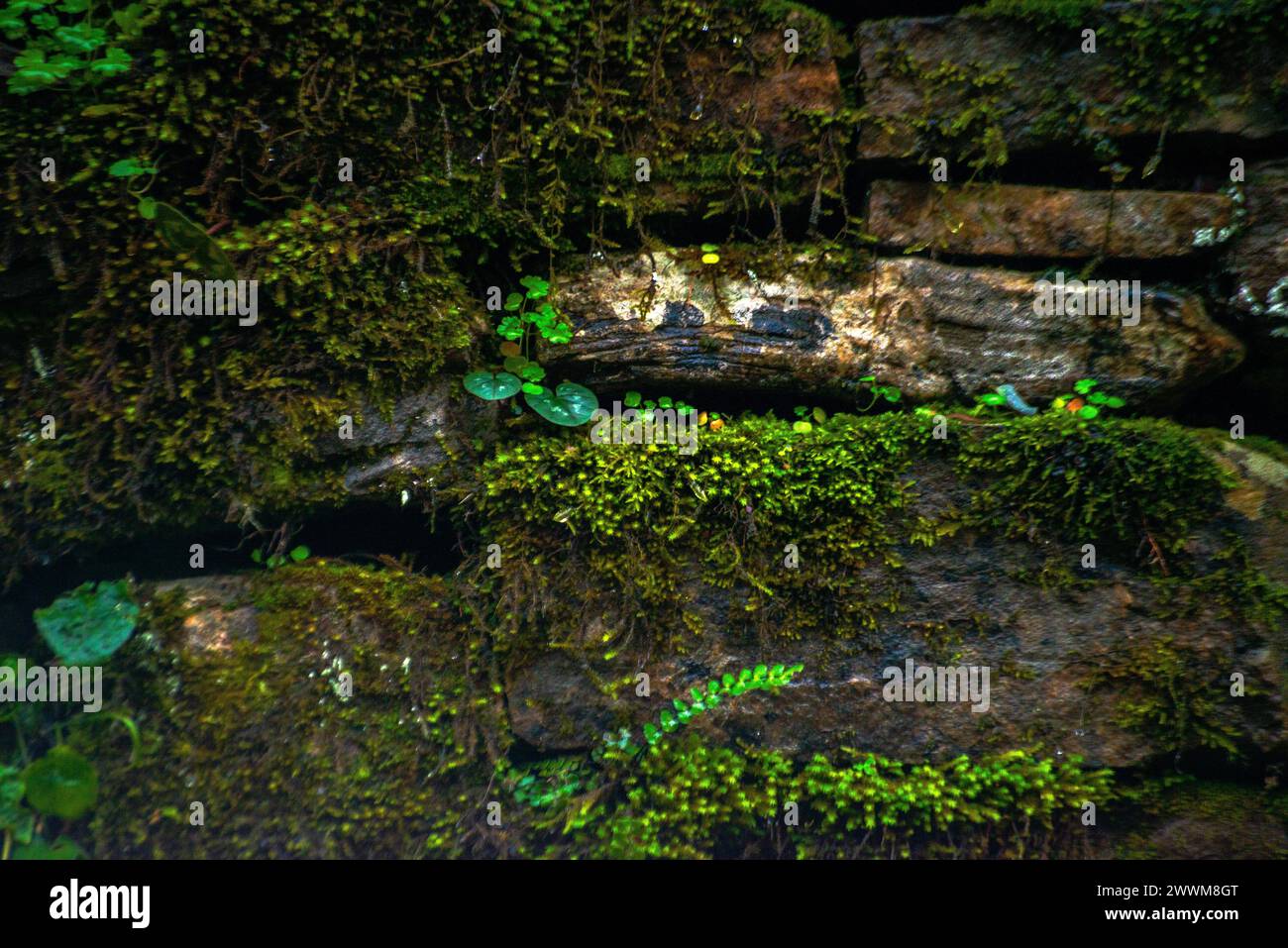 A green wall adorned with leaves lines the rainy road, creating a ...