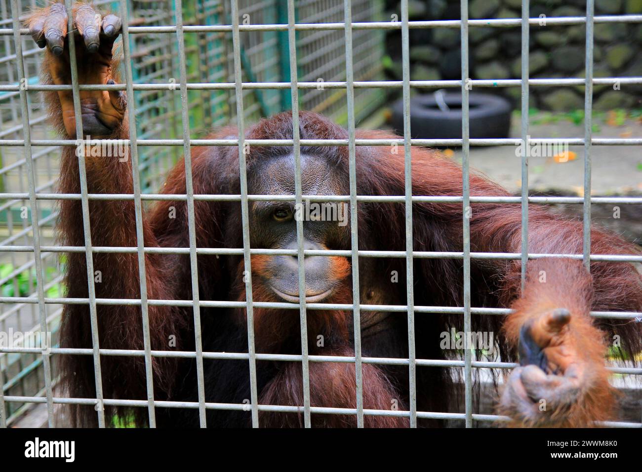 Primate species conservation hi-res stock photography and images - Alamy