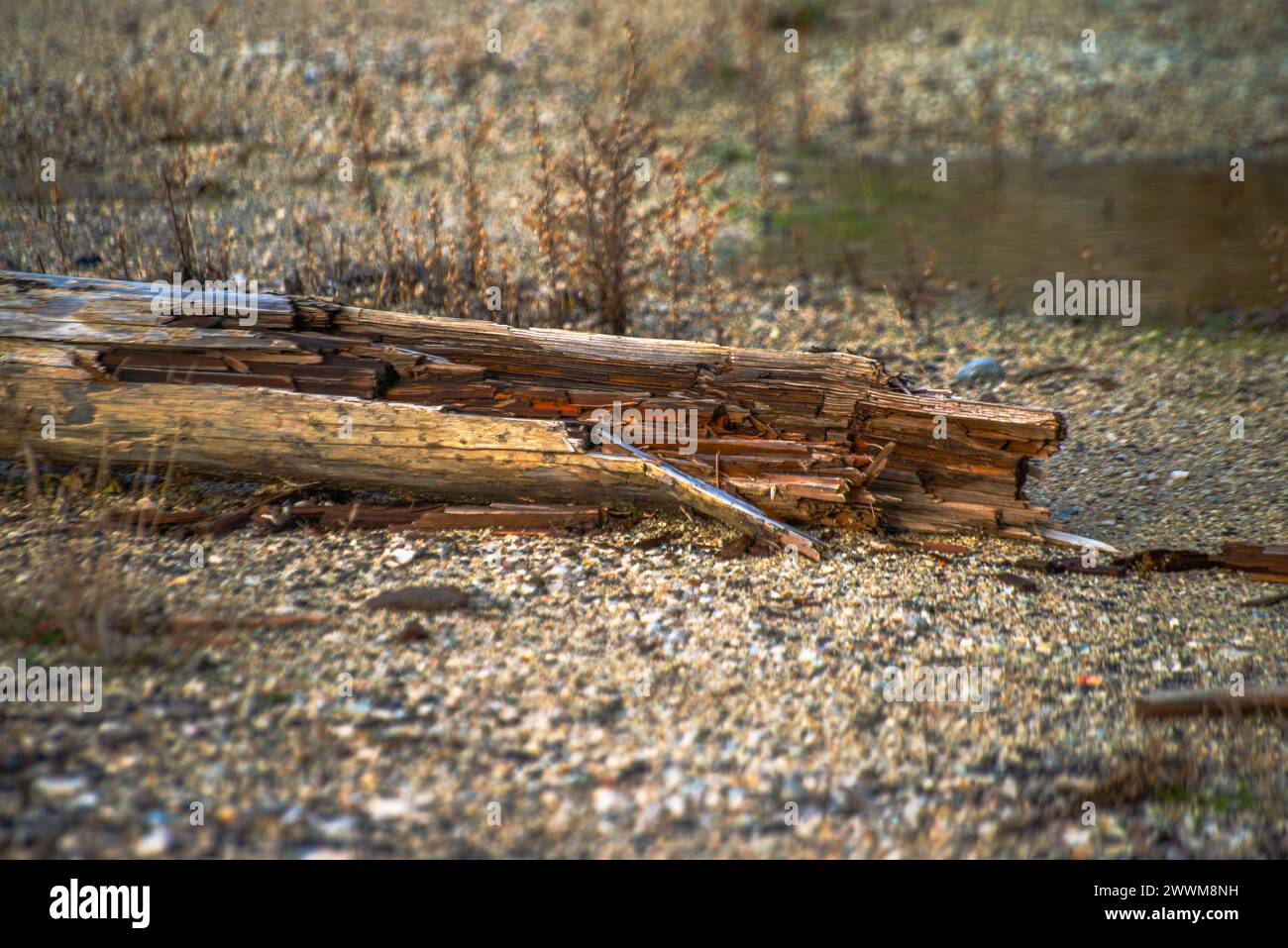 A rustic texture on the ground emerges from wooden electric rods, creating an aged and weather ...