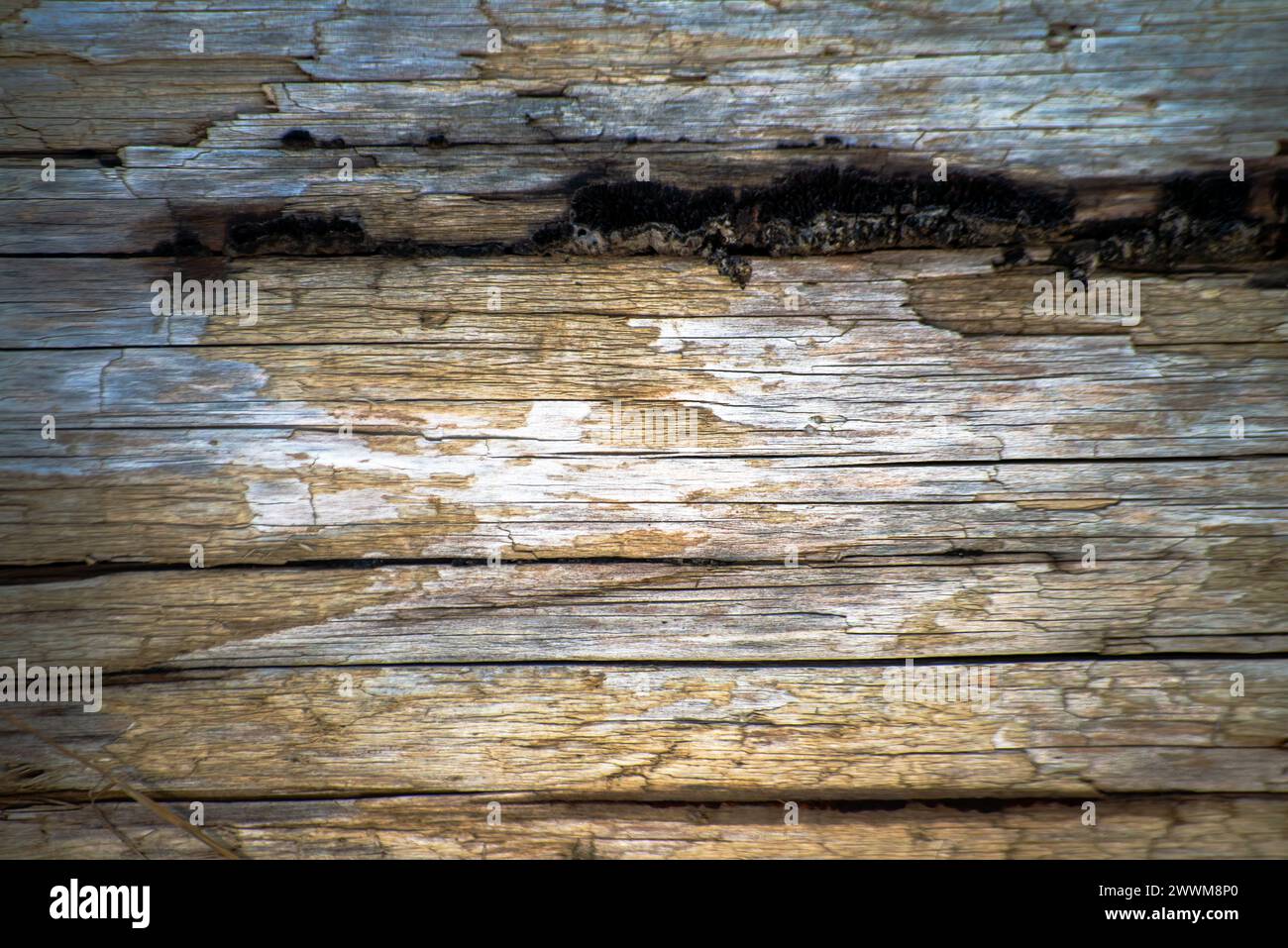 A rustic texture on the ground emerges from wooden electric rods ...