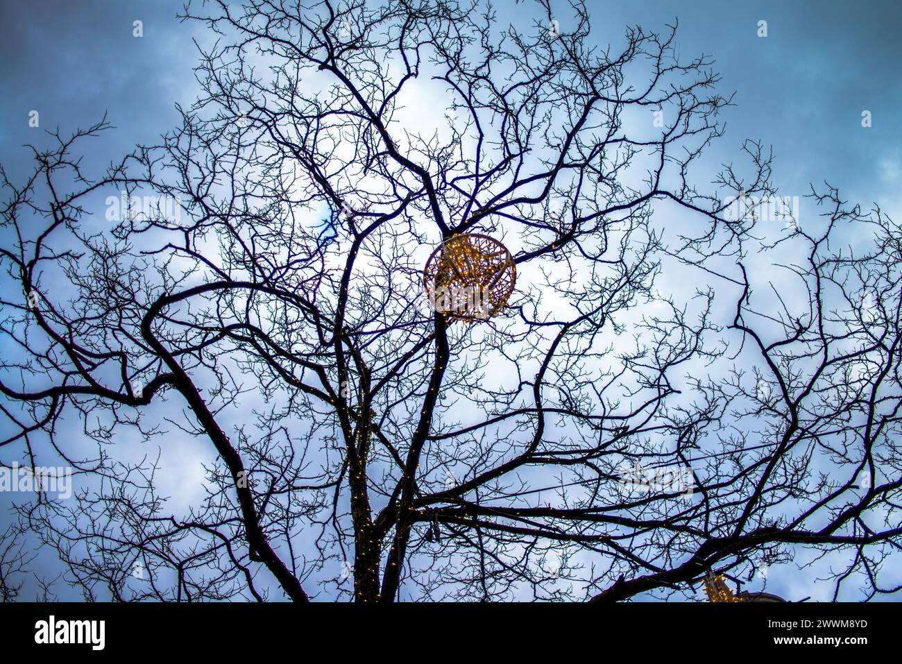 In the air, tree branches create a serene and ethereal canopy ...