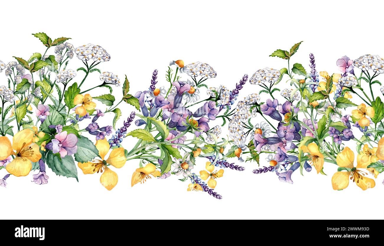 Seamless border of wild medicinal plant, herbs watercolor illustration ...