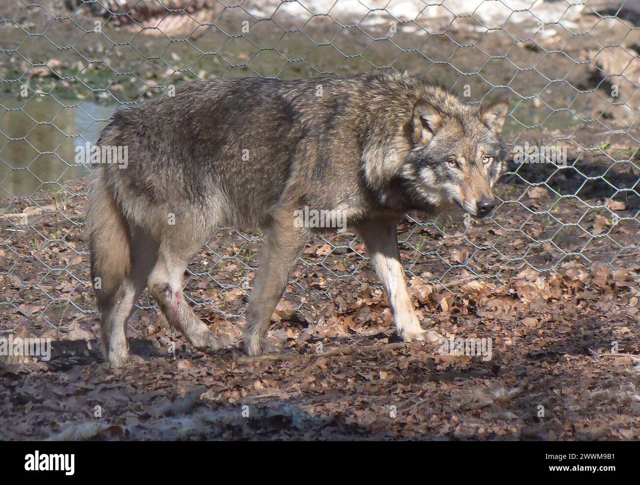 Wolf Europaeischer Grauwolf in Aktion Wolf Grauwolf *** Wolf European ...