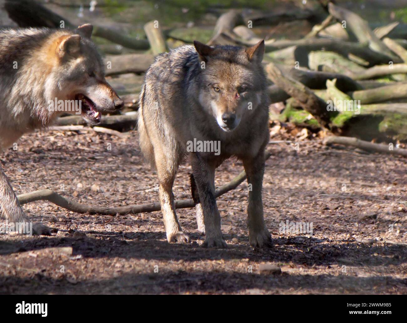 Wolf Europaeischer Grauwolf in Aktion Wolf Grauwolf *** Wolf European ...