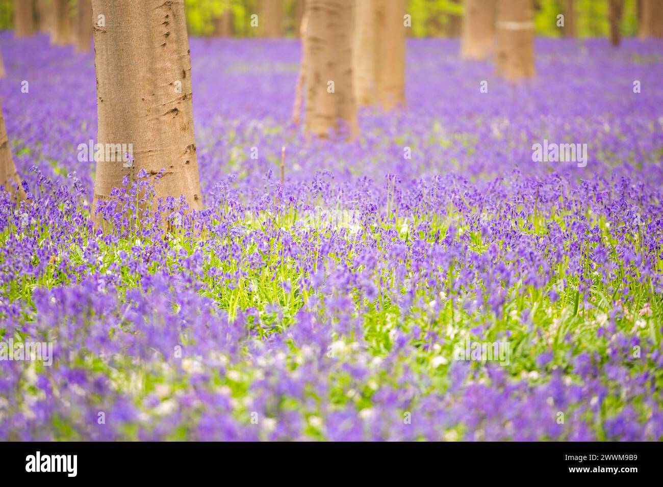 Bluebells among trees hi-res stock photography and images - Alamy