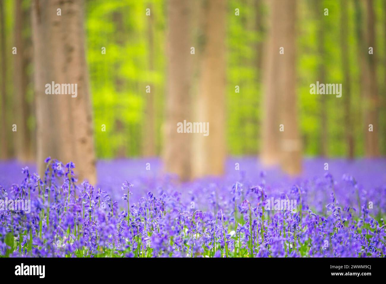 Bluebells among the trees in the forest Stock Photo - Alamy