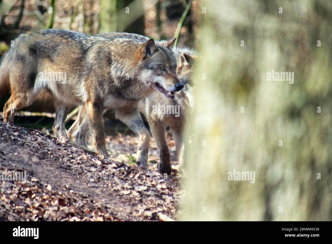 Wolf Europaeischer Grauwolf in Aktion Wolf Grauwolf *** Wolf European ...