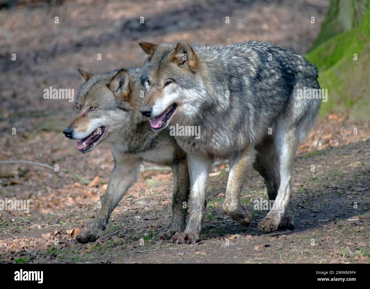 Wolf Europaeischer Grauwolf in Aktion Wolf Grauwolf *** Wolf European ...