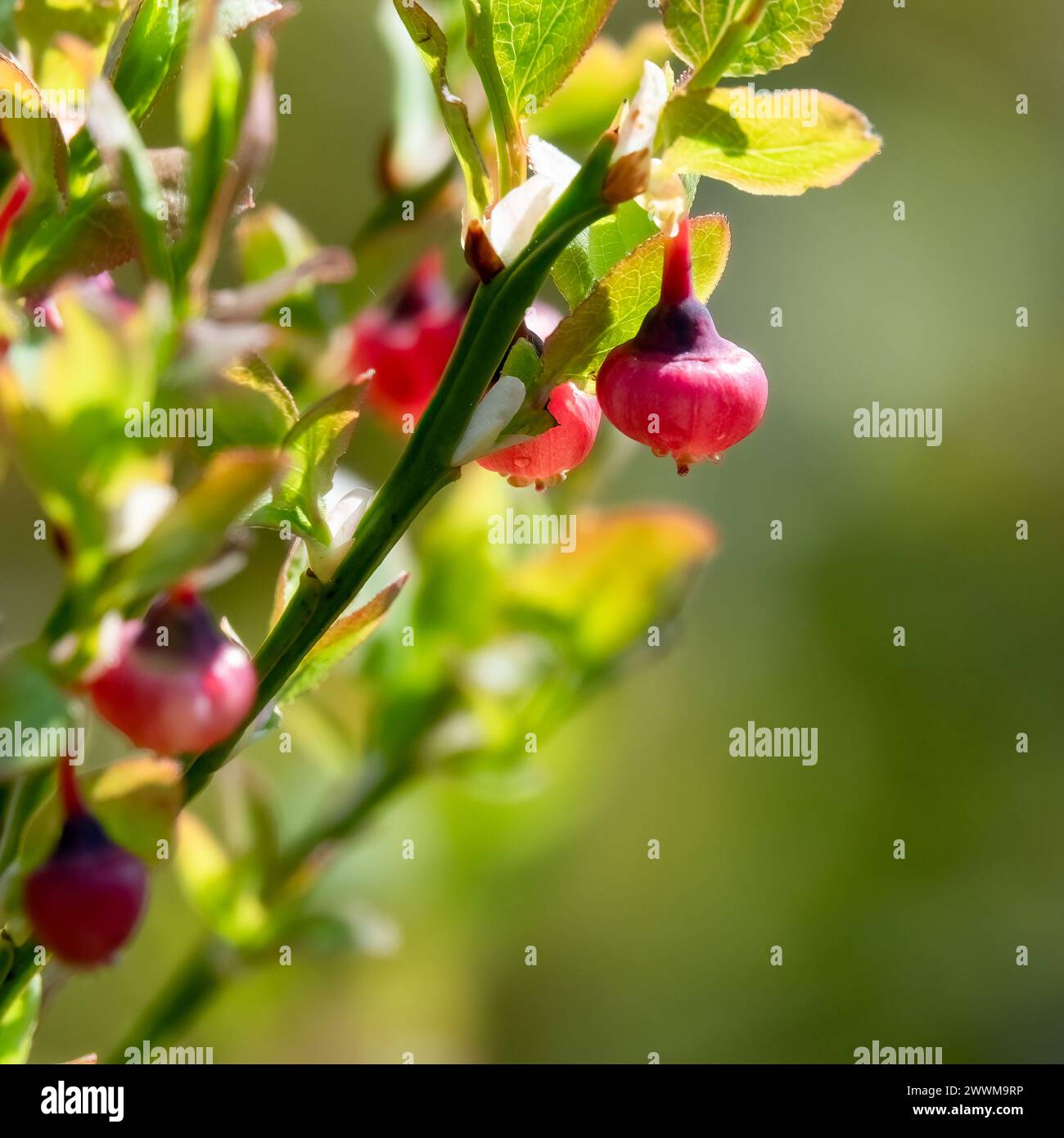 the blueberry is blooming Stock Photo - Alamy