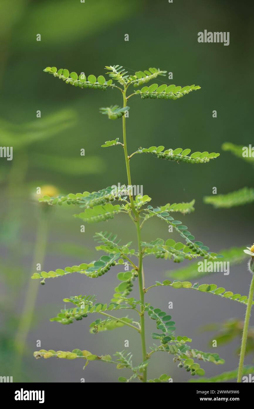 Phyllanthus urinaria (meniran, chamber bitter, gripeweed, shatterstone ...