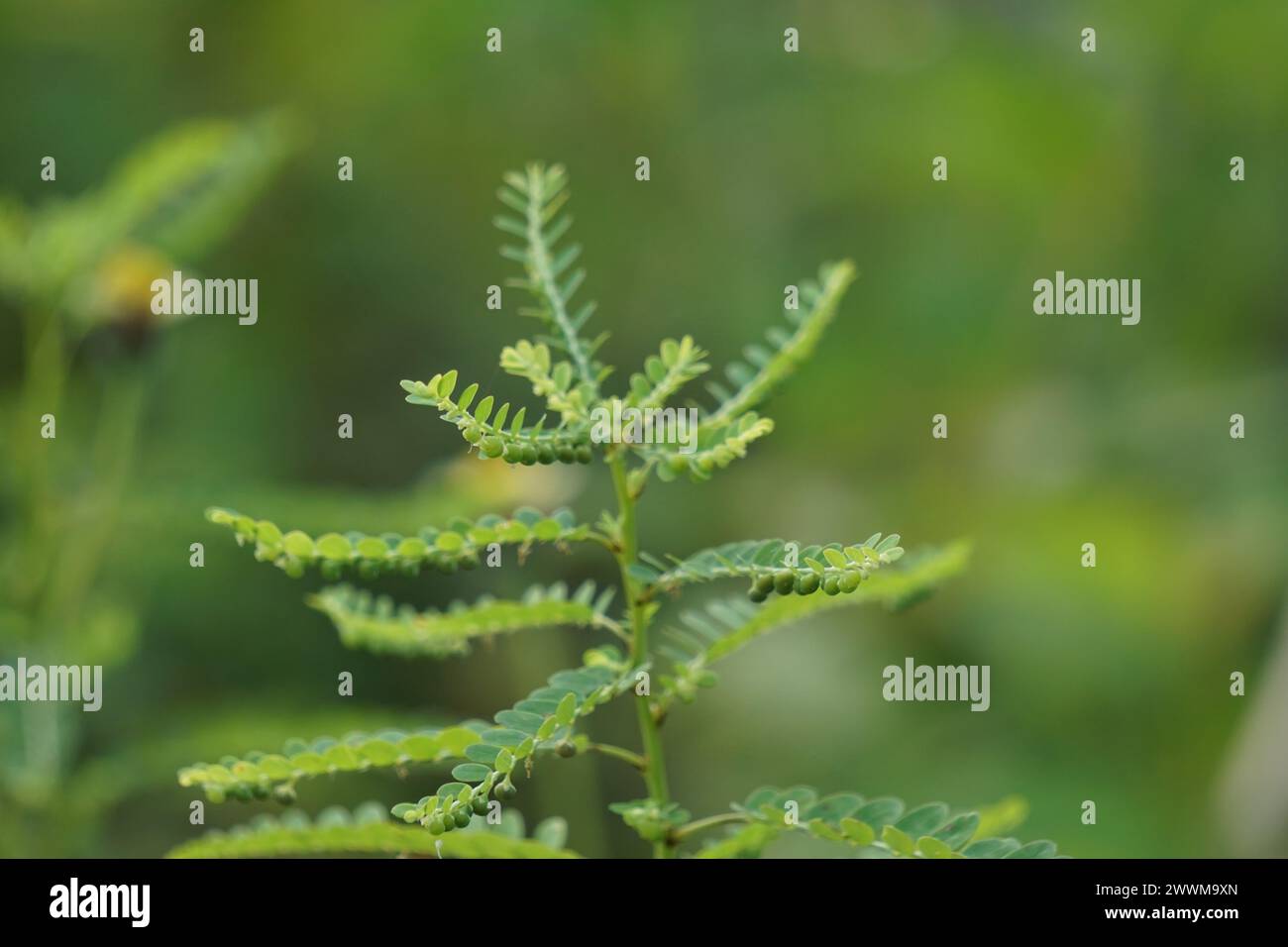 Phyllanthus urinaria (meniran, chamber bitter, gripeweed, shatterstone ...