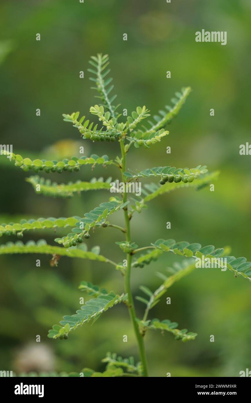 Phyllanthus urinaria (meniran, chamber bitter, gripeweed, shatterstone ...