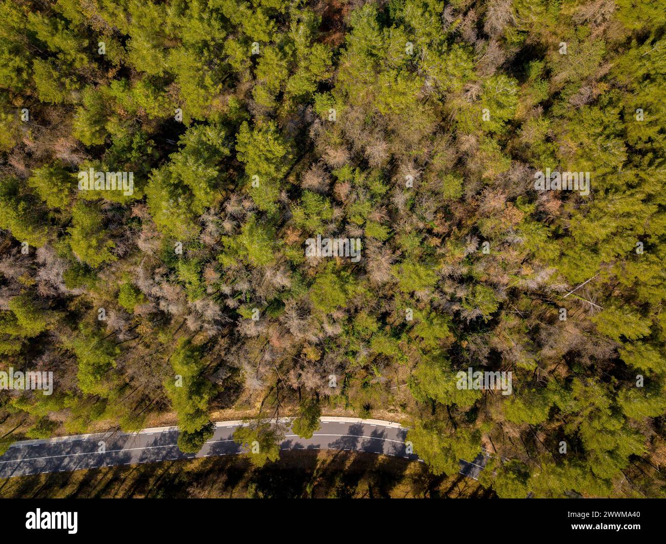Bosque de pino pinus sylvestris hi-res stock photography and images - Alamy