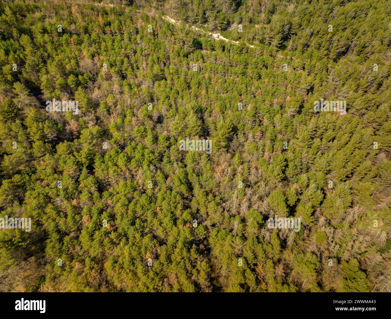 Aerial view of dead and drying Scots pine (Pinus sylvestris) forests in ...