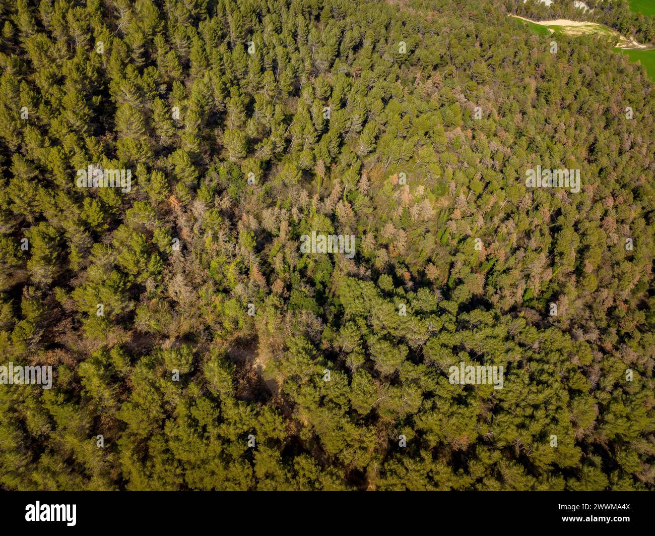 Aerial view of dead and drying Scots pine (Pinus sylvestris) forests in ...