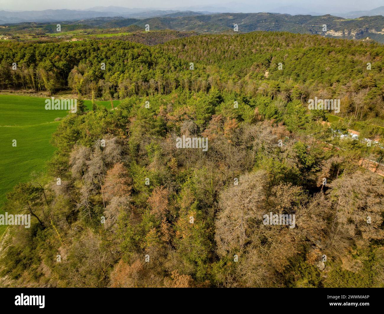 Aerial view of dead and drying Scots pine (Pinus sylvestris) forests in ...