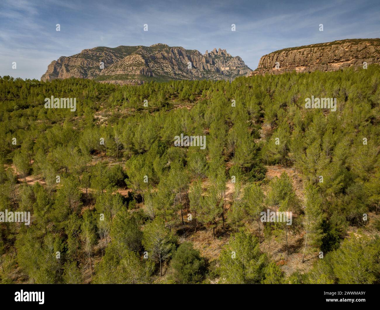 Aleppo pine forest (Pinus halepensis) with defoliation due to drought ...