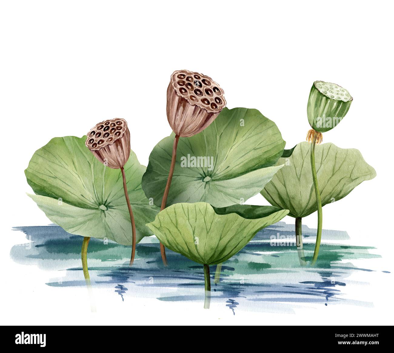 Green lotus leaves and lotus seed head growing in water, watercolor ...