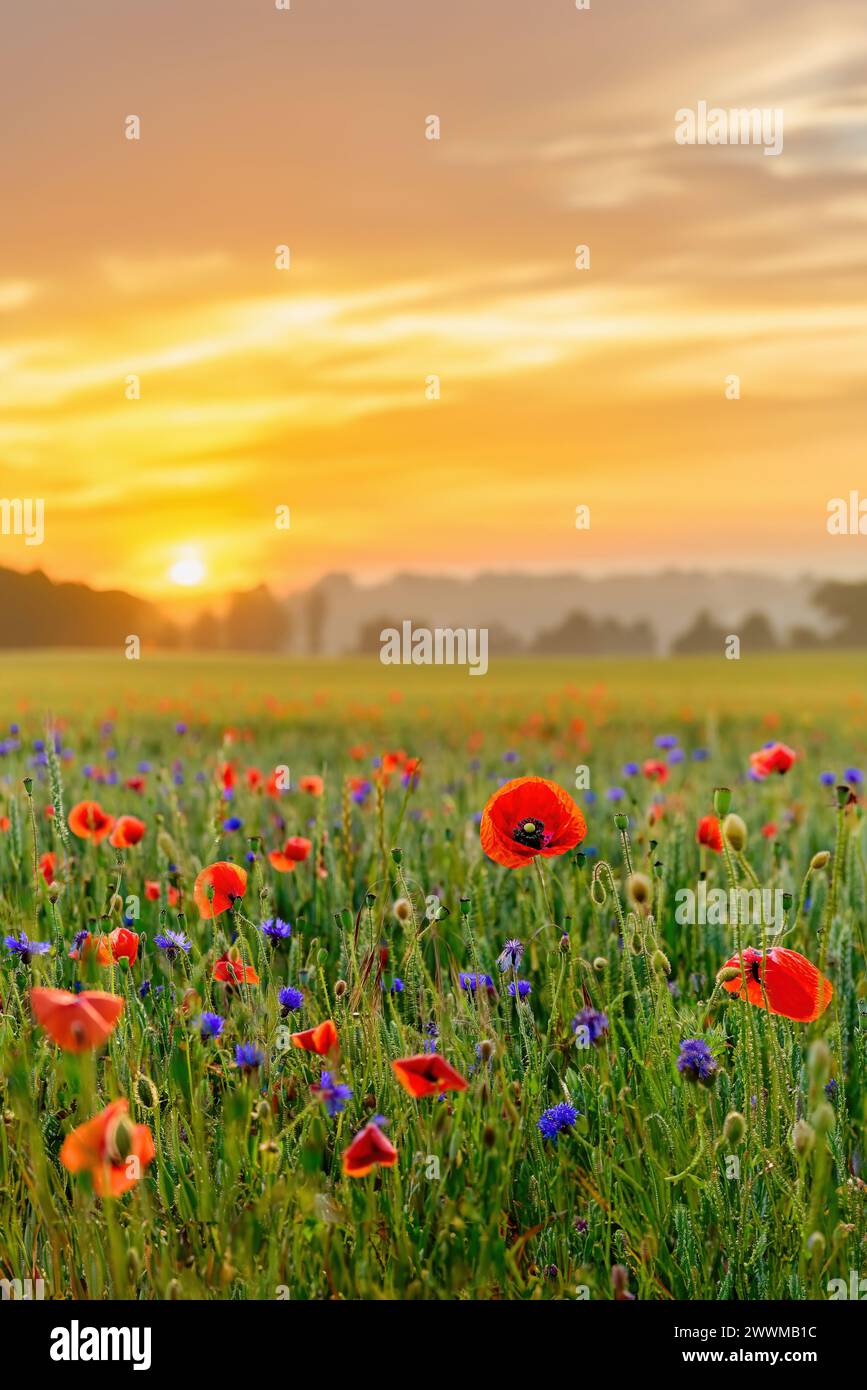 A poppy field at sunset, Denmark Stock Photo - Alamy