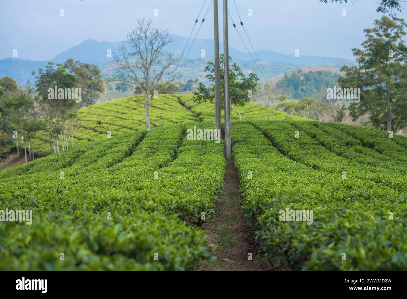 Tea plantation in Cianjur, West Java, Indonesia Stock Photo - Alamy