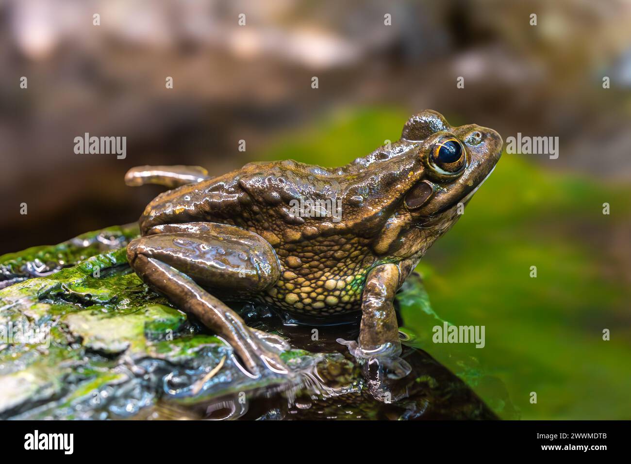 Yellow spotted bell frog hi-res stock photography and images - Alamy