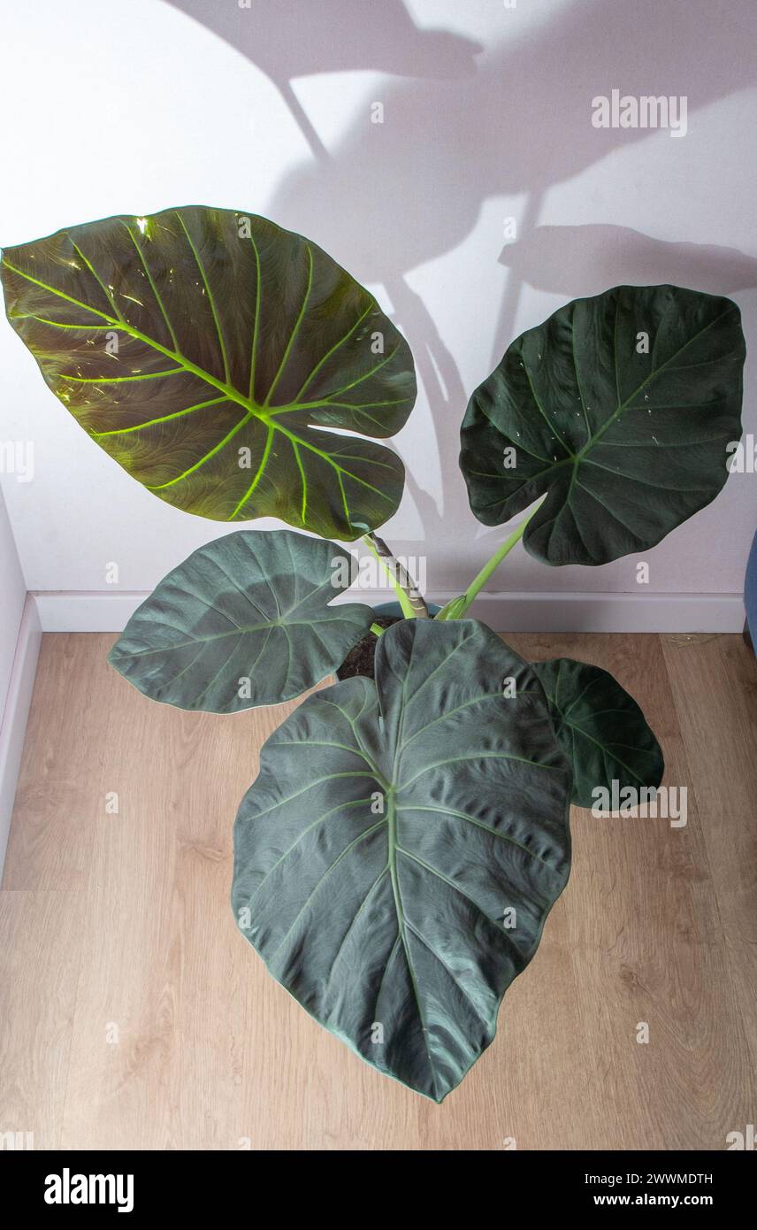 Alocasia Regal Shield big green plant at home Stock Photo - Alamy