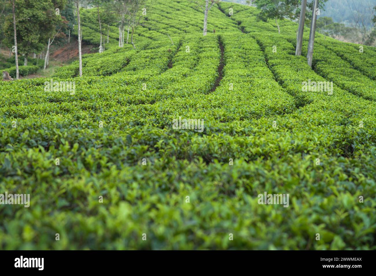 View of a tea plantation of the Cianjur West Java Indonesia Stock Photo ...